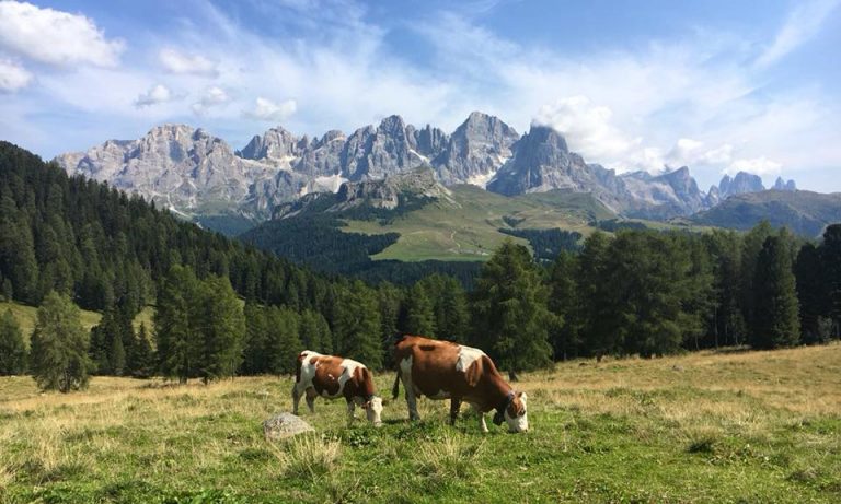 Panorama-Malga-Bocche - Il Trentino Alto Adige delle Meraviglie